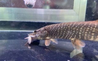 白斑狗鱼多少钱一斤_白斑狗鱼价格行情