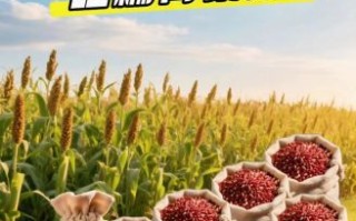 红高粱米能降血糖吗_红高粱米怎么吃最养生