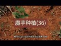 魔芋种植新技术_如何提高产量