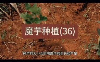 魔芋种植新技术_如何提高产量