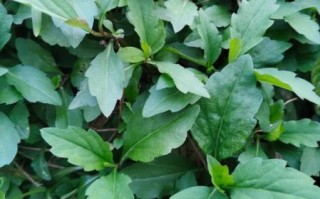 马兰头长什么样_马兰头怎么辨认