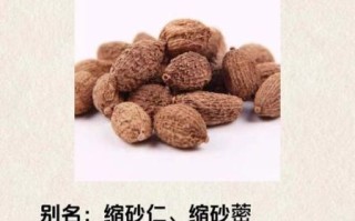 砂仁的功效与作用及禁忌是什么_砂仁哪些人不能吃