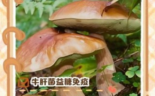 牛肝菌的功效与作用_牛肝菌怎么吃最好