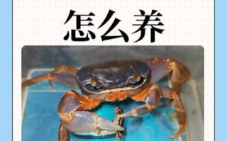 普通的小螃蟹怎么养_小螃蟹吃什么食物