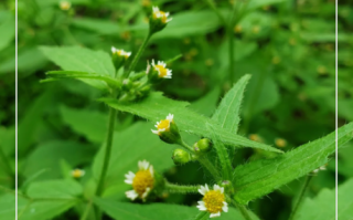 牛膝菊怎么种_牛膝菊有什么功效