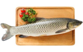 清炖草鱼的家常做法_清炖草鱼怎么做好吃