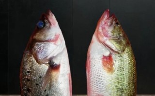 鲈鱼是世界上最脏的鱼_真相还是谣言