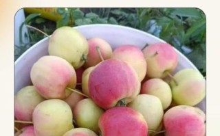 海棠果图片_如何分辨真假