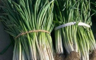 大葱图片大全大图高清_如何挑选新鲜大葱