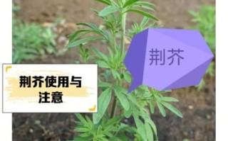 荆芥什么时候种_荆芥怎么种才能高产