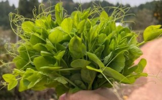 豌豆尖尖网络技术有限公司怎么样_豌豆尖尖SEO外包靠谱吗