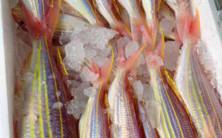 金线鱼和红衫鱼的区别_哪个更好吃