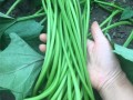 山芋梗的功效与作用_山芋梗怎么吃最健康