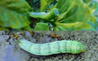 甜菜夜蛾幼虫长什么样_如何识别甜菜夜蛾幼虫