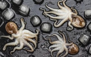 章鱼搜索怎么用_章鱼搜索官网入口在哪 章鱼搜索怎么用_章鱼搜索官网入口在哪