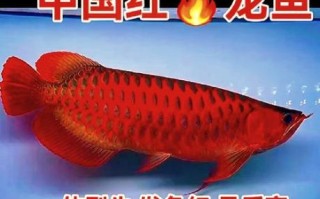 血红金龙鱼1000万_为什么这么贵