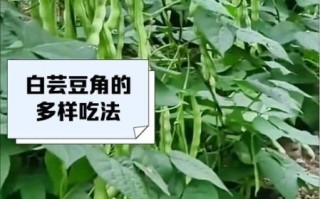 白豆角怎么炒好吃_白豆角的营养价值