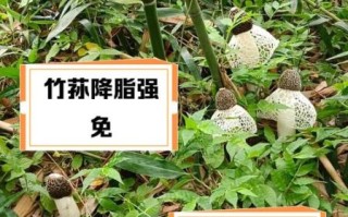 竹荪的营养价值_竹荪的功效与作用