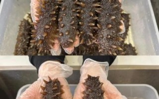 海参怎么泡发最快_1小时快速泡发海参的方法