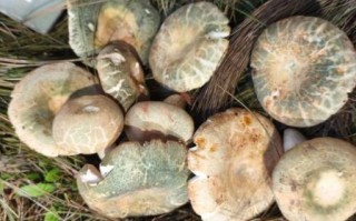 牛肝菌读音_菌怎么读