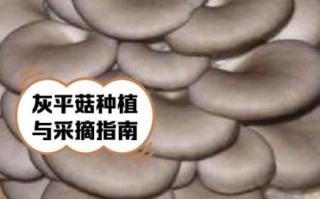 平菇种植技术与管理_如何提高产量