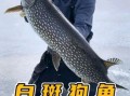 白斑狗鱼怎么做好吃_白斑狗鱼家常做法