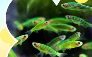 斑马鱼寿命有多长_斑马鱼寿命影响因素