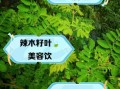 辣木叶的功效与作用_辣木叶怎么吃效果最好