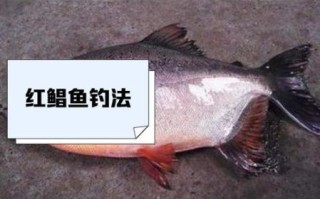 红鲳鱼是什么鱼_红鲳鱼与金鲳鱼的区别