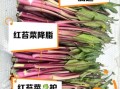 红菜苔的功效与作用及禁忌_什么人不能吃