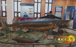 抚远鳇鱼多少钱一斤_正宗抚远鳇鱼价格