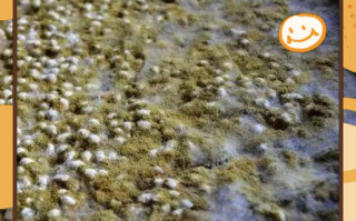 在家怎样做黄豆酱_黄豆酱发酵失败怎么办