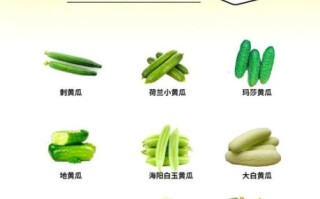 黄瓜图片大全_黄瓜品种有哪些