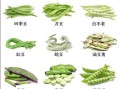 豆角种类有哪些_不同豆角品种区别