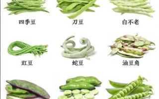 豆角种类有哪些_不同豆角品种区别