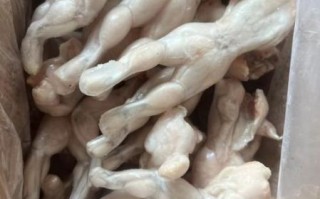 牛蛙多少钱一斤_牛蛙批发价格行情
