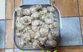 酱油糖蒜怎么腌制_家常糖蒜做法