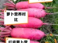 红萝卜和白萝卜的区别_哪个营养价值更高