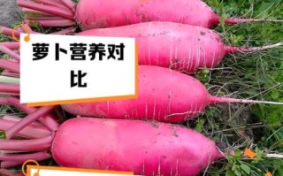 红萝卜和白萝卜的区别_哪个营养价值更高