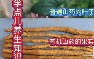 野山药叶子长什么样_野山药叶子图片怎么识别