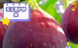 无花果对女人有什么好处_女人吃无花果能丰胸吗