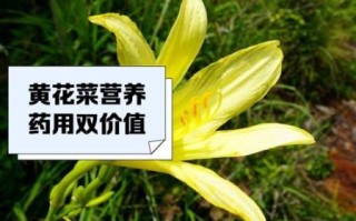 鲜黄花菜中毒多久消失_中毒症状几天能好