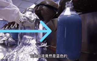 鲎是什么动物_鲎的血液为什么呈蓝色