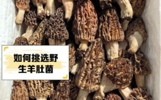 羊肝菌怎么挑选_羊肝菌多少钱一斤