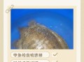 甲鱼苗吃什么食物_甲鱼苗一天喂几次
