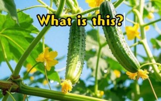 青瓜英语单词怎么记_青瓜英语单词怎么读 青瓜英语单词怎么记_青瓜英语单词怎么读