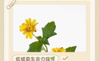 蟛蜞菊的功效与作用_蟛蜞菊怎么种植