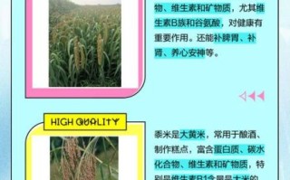 粟米和栗米有什么区别_如何一眼区分