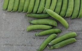 豌豆荚免费下载安全吗_豌豆荚免费下载怎么用