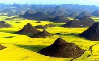 罗平油菜花最佳时间_什么时候去罗平看油菜花最合适